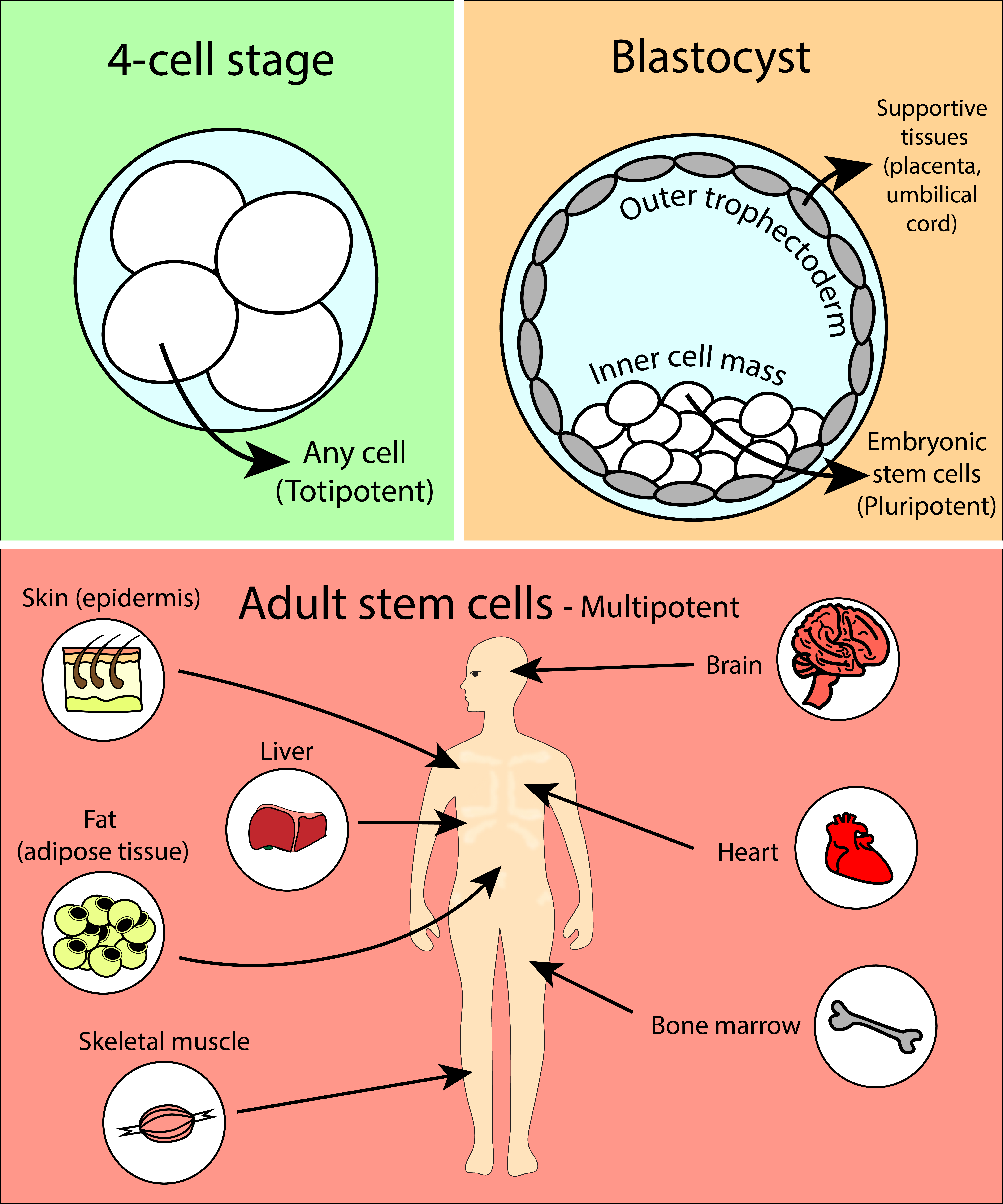 Stem Cells