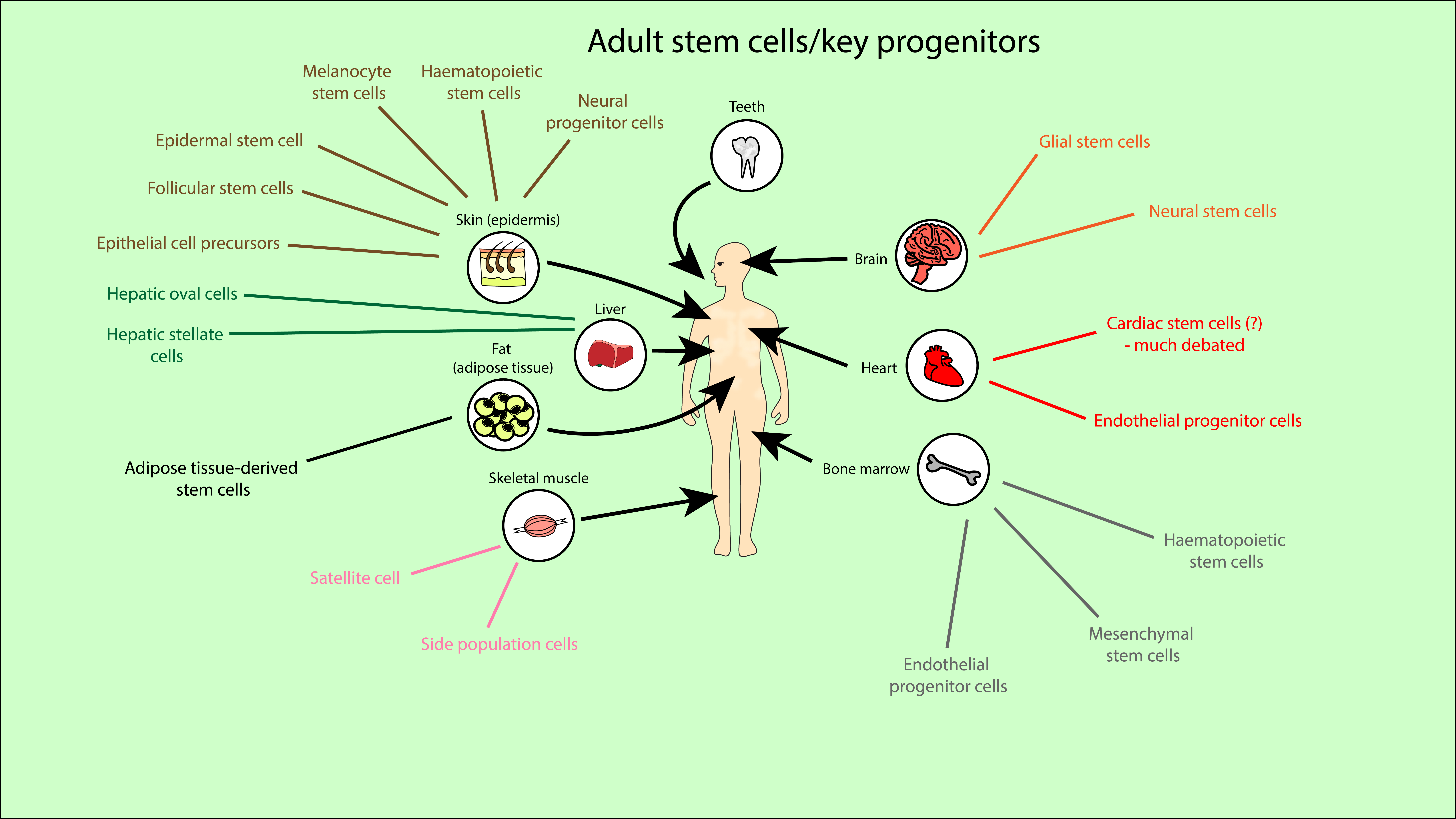 Stem Cells Stem Cells